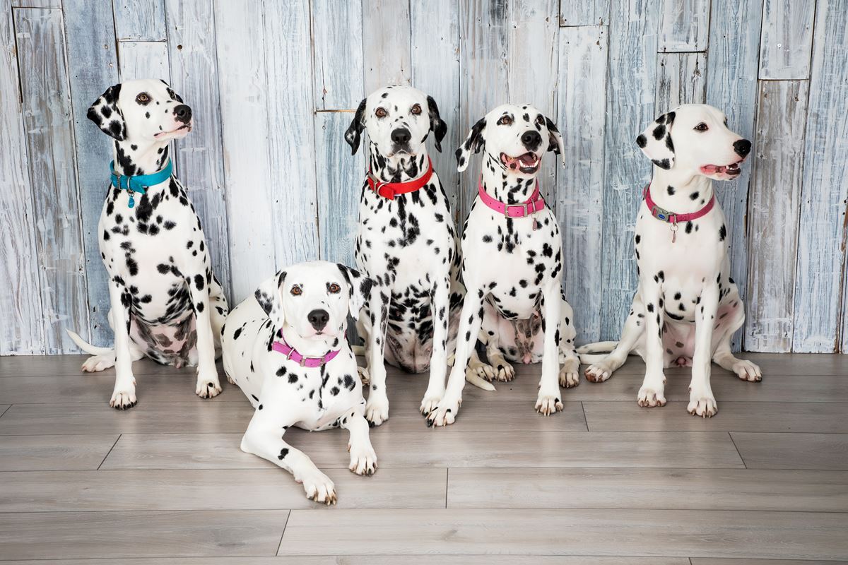 Family Portrait Photographers Peterborough and Northampton